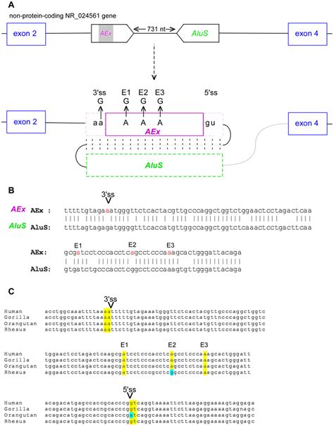 Exonization Of Alu Element In Nr024561 Dependent On Rna Download
