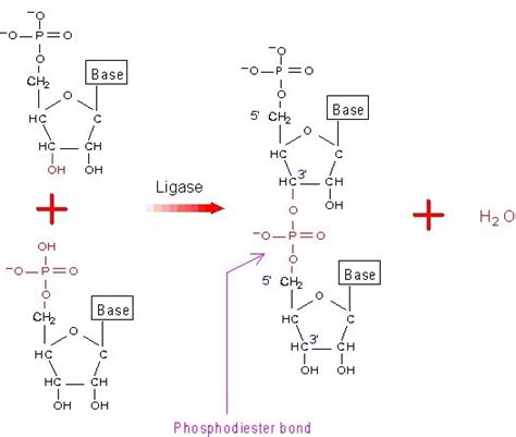 Phosphate Ester Bond In Dna