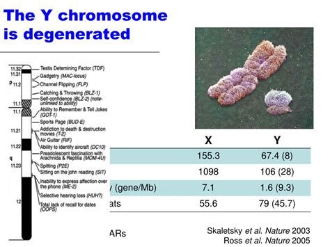 Chromosomes Polyploidy And Why Sex Evolved