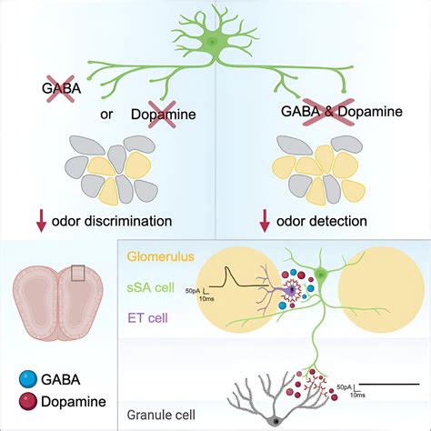 Neurotransmitter Neurotransmitter Release An Overview