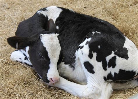 Dietary Calcium Propionate Improves Performance Of Calves