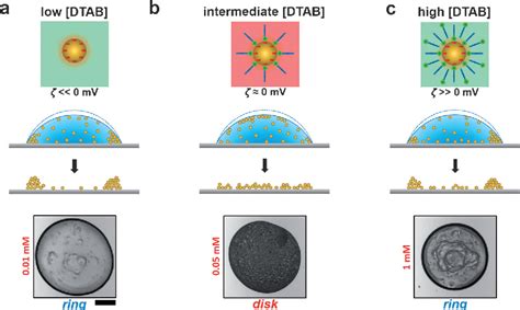 Figure 5 From Manipulating The Coffee Ring Effect Interactions At Work Semantic Scholar