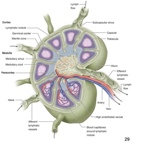 Lymphatic System Flashcards Quizlet