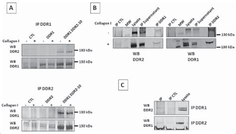 Ddr1 And Ddr2 Interaction In Different Cell Lines Ddr1 And Ddr2