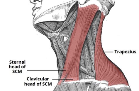 Quiz 3 Cervical Muscles And Muscles Of Facial Expression Flashcards Quizlet