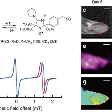 Epr Based Imaging Of Tumor Ph Chemical Structures And Scheme Of Download Scientific Diagram