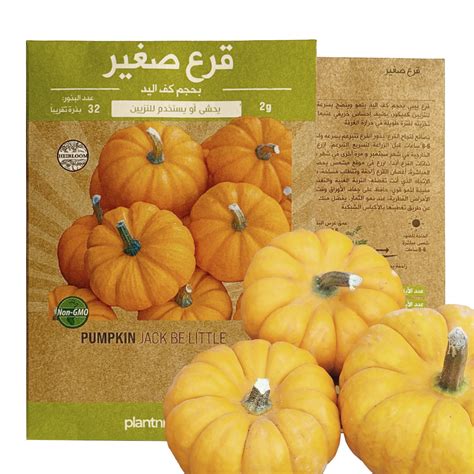Pumpkin Jack Be Little Plantnmore