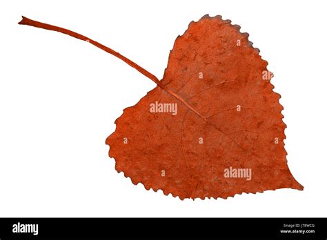 Fire Red Autumn Leaf Stock Photo Alamy