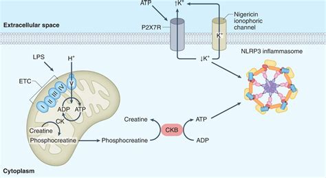 Phosphocreatine Pathway