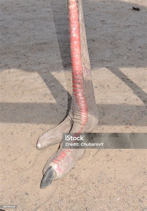 타조 다리 아프리카 남성 타조 발 과 두 발가락 갈고리 발톱에 대한 스톡 사진 및 기타 이미지 갈고리 발톱 걷기 대형 Istock