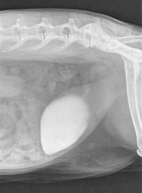 Rabbit Bladder Problems Rabbit Welfare Association And Fund Rwaf