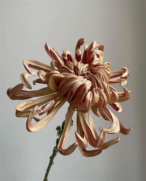 Цветок в вазе