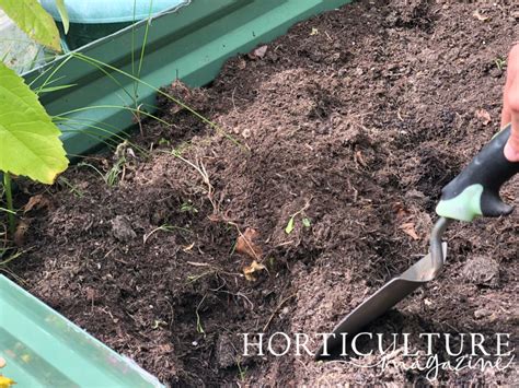 Planting Squash How When Where Horticulture Co Uk