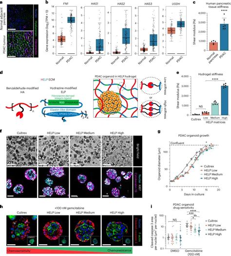 Mohamed Aly Saad Aly Ph D P Eng On Linkedin Engineered Matrices Reveal Stiffness Mediated