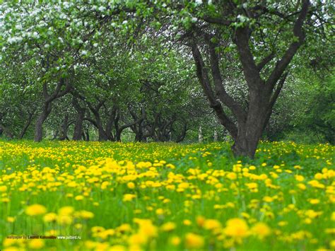 Красивые картинки на рабочий стол весна природа картинки и рисунки на рабочий