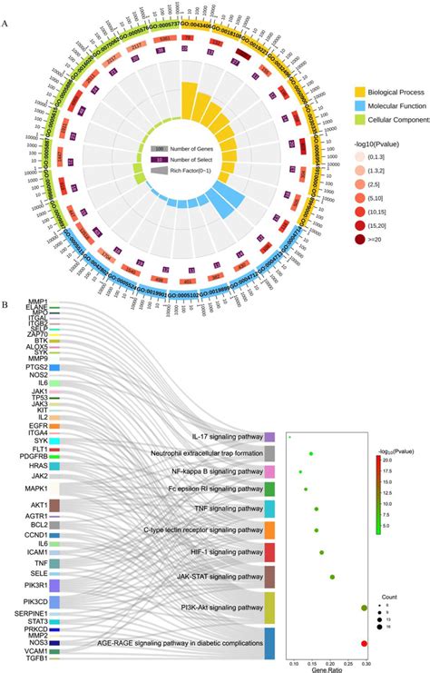 A Go Annotation Analysis Of R Procumbens Attenuating Cgn The Download Scientific Diagram
