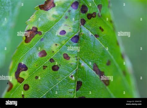 Symptoms Of Shot Hole Disease In Stone Fruits Prunus Spp Cherries
