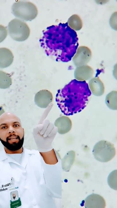 Basófilo Hematologia Humana Youtube