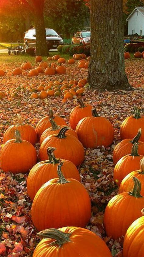 Halloween Pumpkin Patch Wallpaper