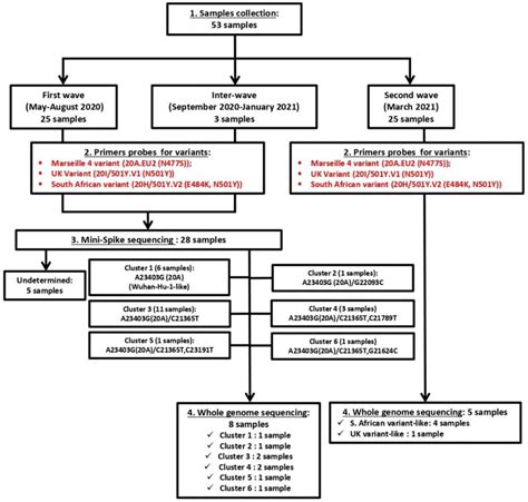 Phylogenetic Tree Obtained Using The Iq Tree Software With The Gtr