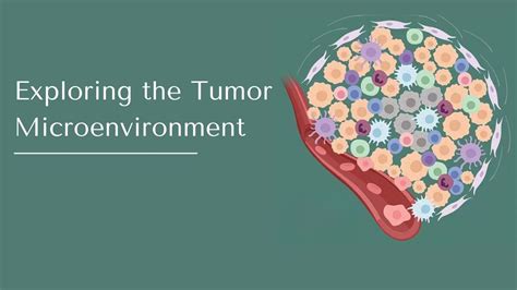 The Tumor Microenvironment Is A Critical Factor In Cancer Progression Encompassing Not Only