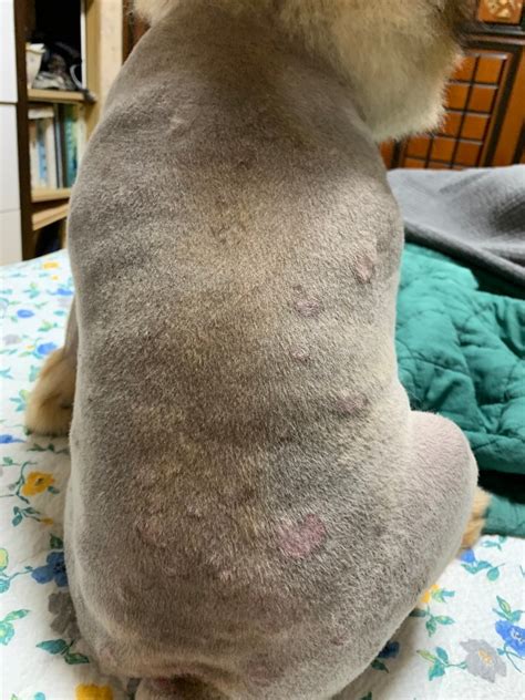 강아지 피부 딱지 지식in