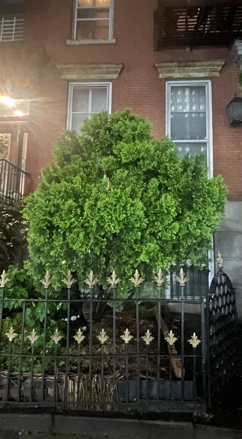 Pruning Shaping An Arborvitae R Landscaping