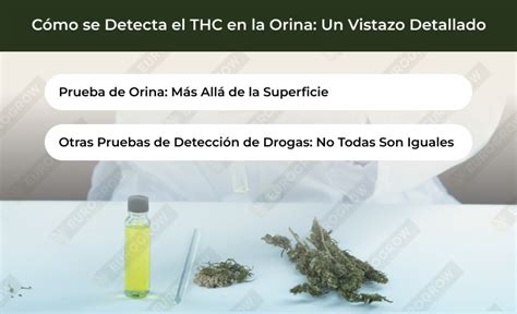 ¿como Acelerar La Eliminacion De Thc En Orina ☑️