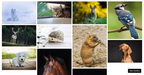 Reponsive Gallery Npm Codesandbox