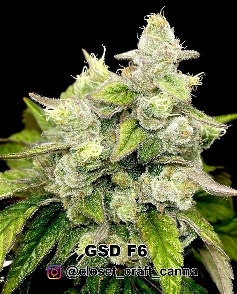 Gsd F6 Copa Genetics Seeds Of Love Seedbank