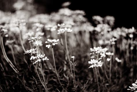 Fav Black And White Flickr