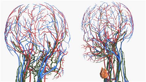 여성 순환계 및 림프계 해부학 3d 모델 129 3ds Blend C4d Fbx Max Ma Usdz Unitypackage Upk Obj Gltf