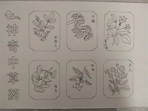 中草药简笔画儿童手抄报简单（流行11张） 简笔画图片大全