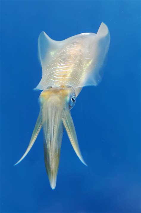 Portrait Of Bigfin Reef Squid