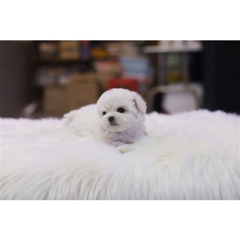 미니비숑남아5만원부터 비숑프리제 펫퍼스트강아지분양고양이분양강아지입양강아지무료분양애견분양애완견분양애견샵유기견분양강아지가격펫샵