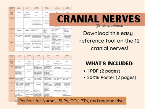 Cranial Nerves Chart