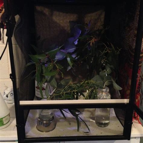 Spiny Leaf Insect Care The Crazy Animal Lady