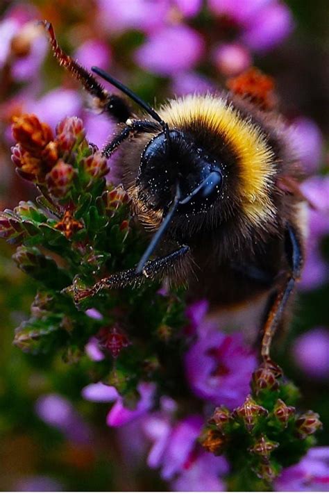 Adorable Bumblebee Butts On Flowers Is All The Buzz Artofit