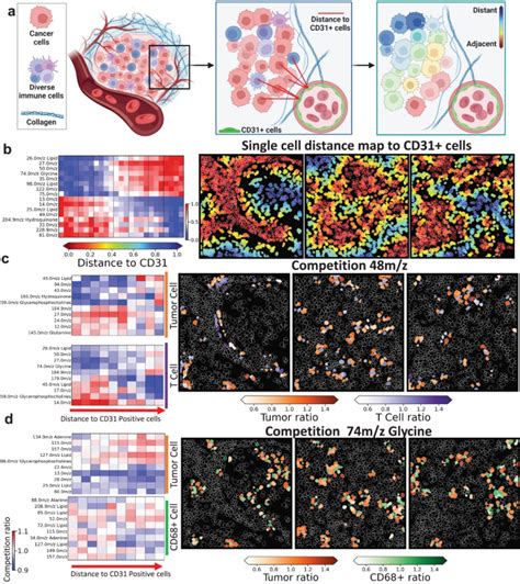 Single Cell Spatial Metabolomics With Cell Type Specific Protein Profiling For Tissue Systems