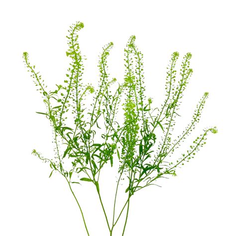 Lepidium 10 Stems Metro Flower Market