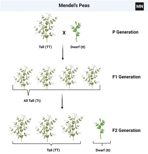 Monohybrid Cross Definition Steps Examples Practice Biology