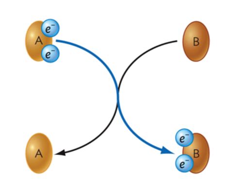 Microbiology Checkpoint Quiz 3 Flashcards Quizlet