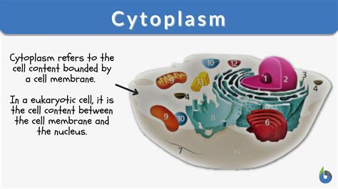 Cytoplasm Function