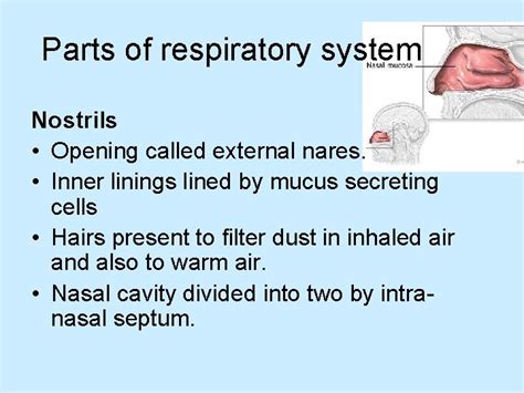 Human Respiratory System Parts Of Respiratory System Nostrils
