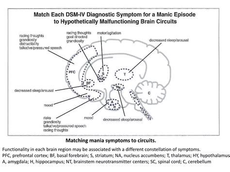 Neurobiology And Functional Brain Circuits In Mood Disorders Pptx Brain And Nervous System