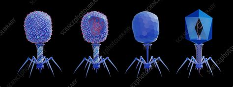 Bacteriophage T4 Structure Illustration Stock Image F038 5836 Science Photo Library