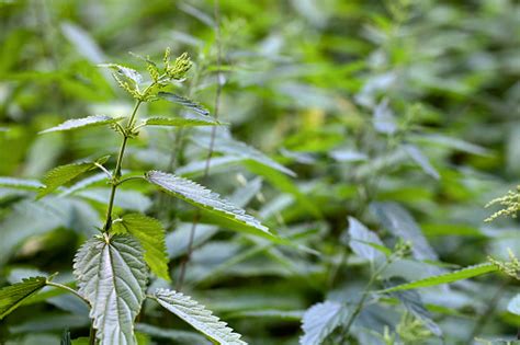 신선하고 녹색 쏘는 쐐기풀의 상세한 그림 하나의 식물 새싹에 초점을 맞춥니다 두드러기 디오이카 종종 일반적인 쐐기풀 또는 쏘는 쐐기풀이라고합니다 초점 배경에서 흐리게 0명에