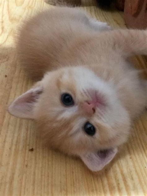 หาบ้านให้น้องแมว พันธุ์มันช์กิ้น Ennxo