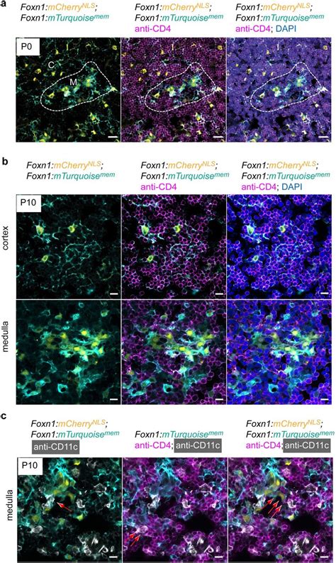 Cellular Interactions In The Thymic Microenvironment A Close
