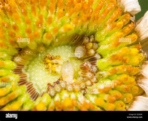 Tephritid Fly Tephritis Neesii Larva In The Anthodium Of Ox Eye Daisy Leucanthemum Vulgare